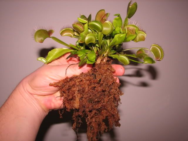 A few concerns from a VFT newbie - FlyTrapCare Forums